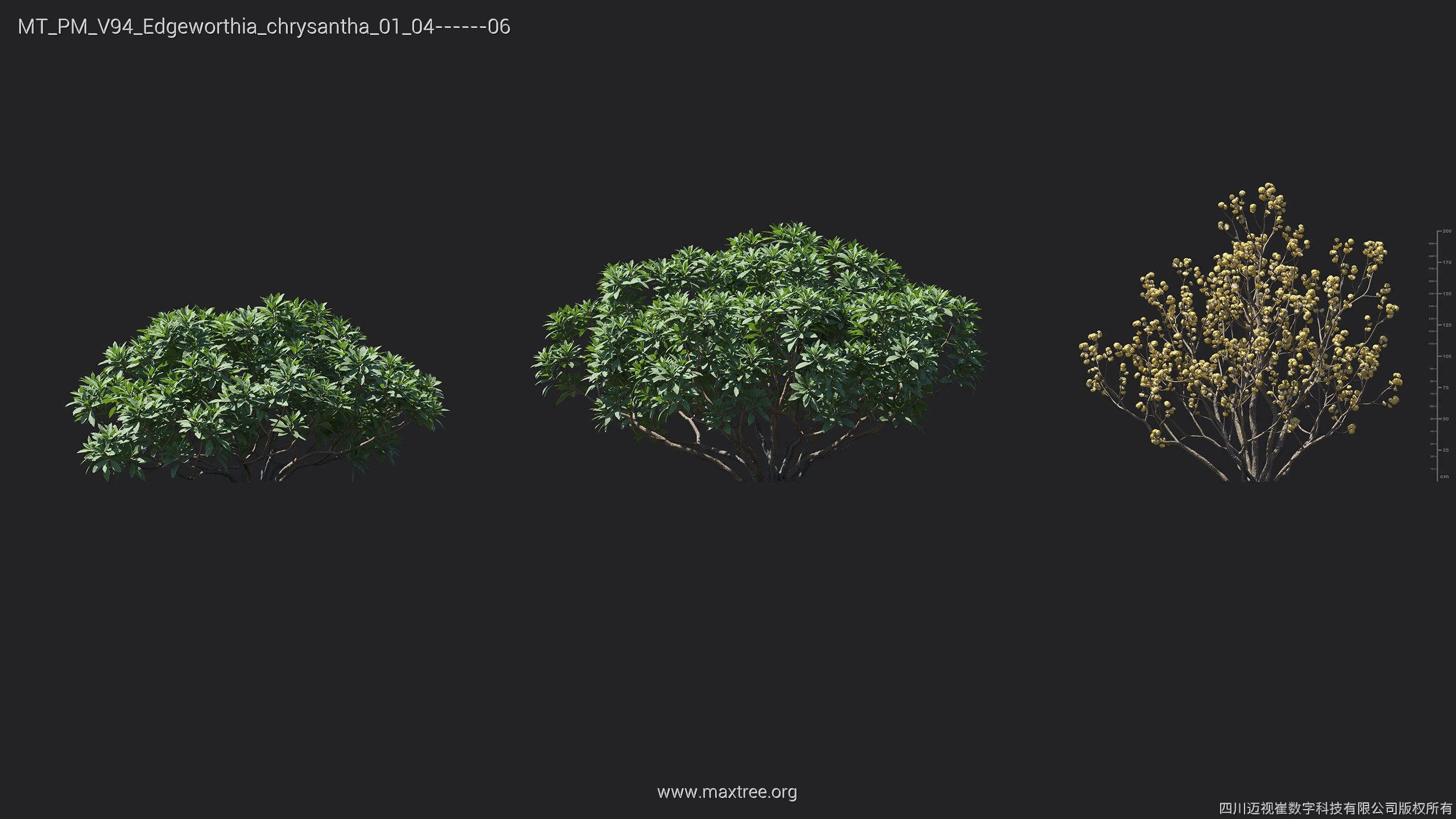 Maxtree Plant Models Vol 94 - Mesh 3D model | CGTrader