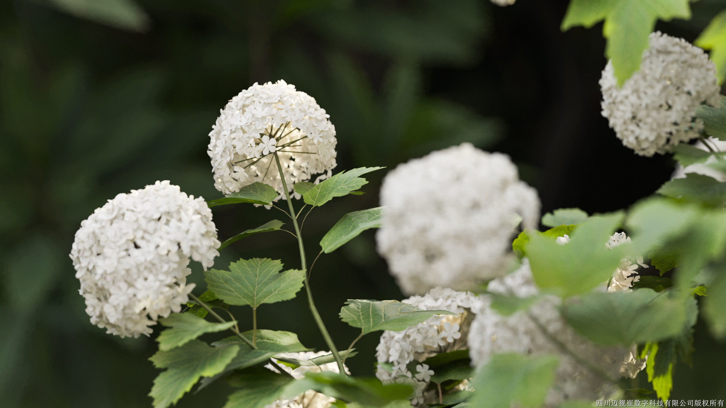 Maxtree Plant Models Vol 94 - Mesh 3D model | CGTrader