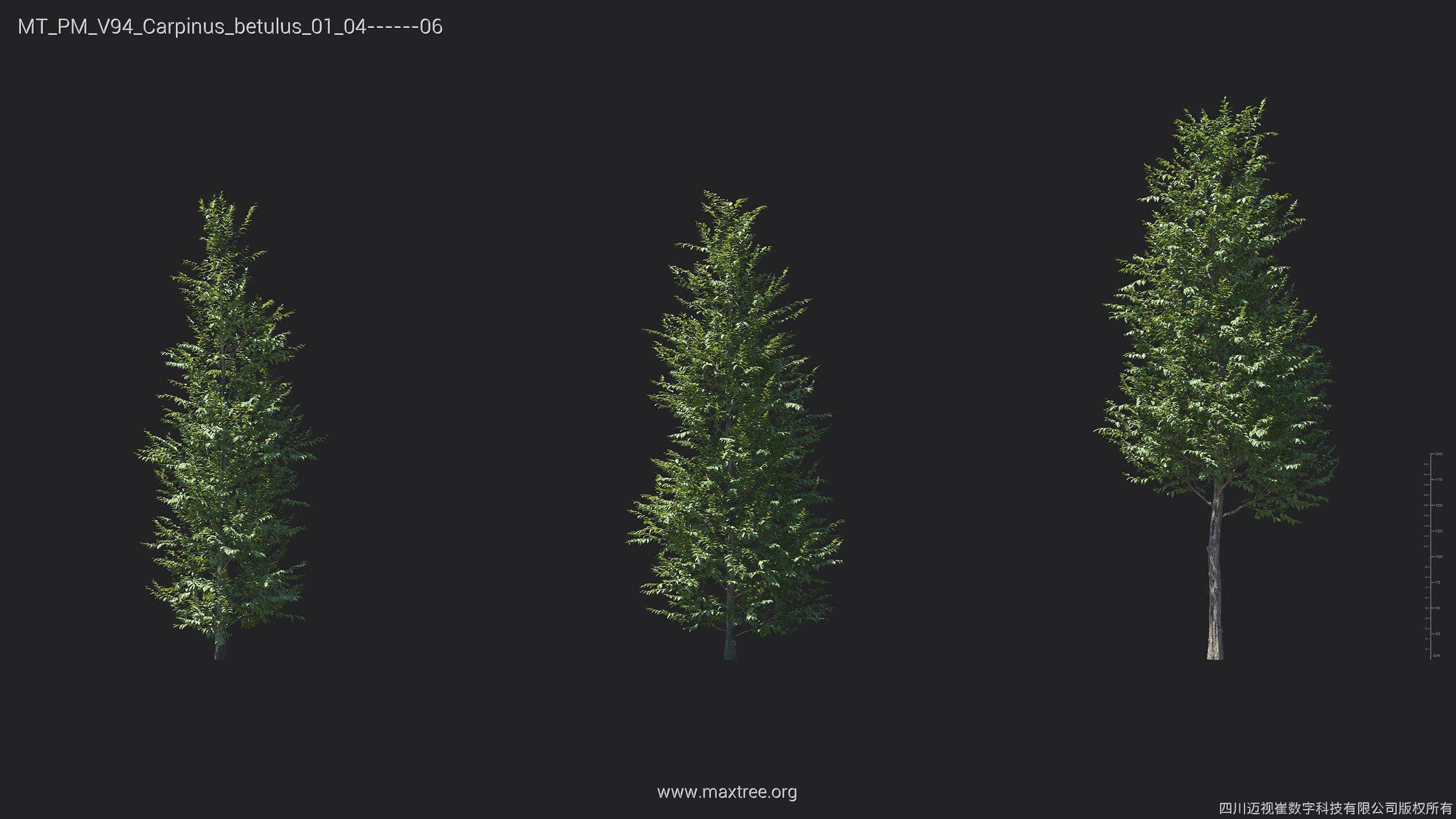Maxtree Plant Models Vol 94 - Mesh 3D model | CGTrader