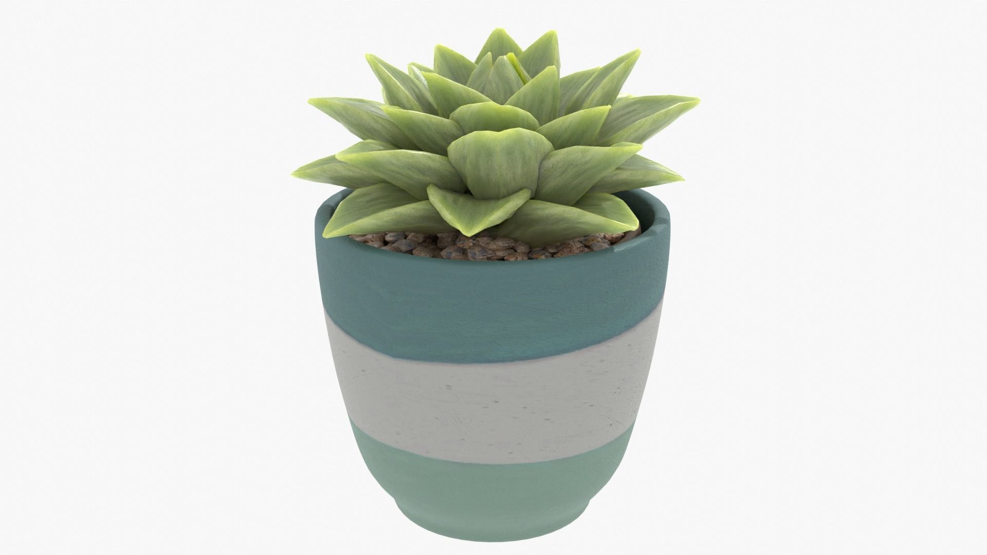 Suculent Vase 3D model | CGTrader