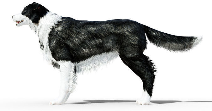 3D model Border Collie Dog Fur And Rigged VR / AR / low-poly | CGTrader