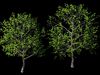 Maple Trees free VR / AR / low-poly 3D model | CGTrader