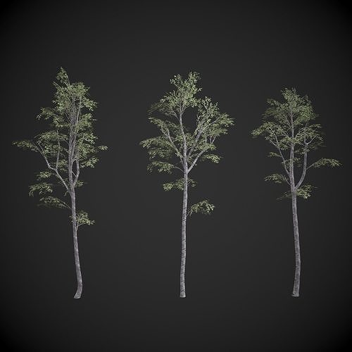 3D model Lowpoly Birch Trees VR / AR / low-poly | CGTrader