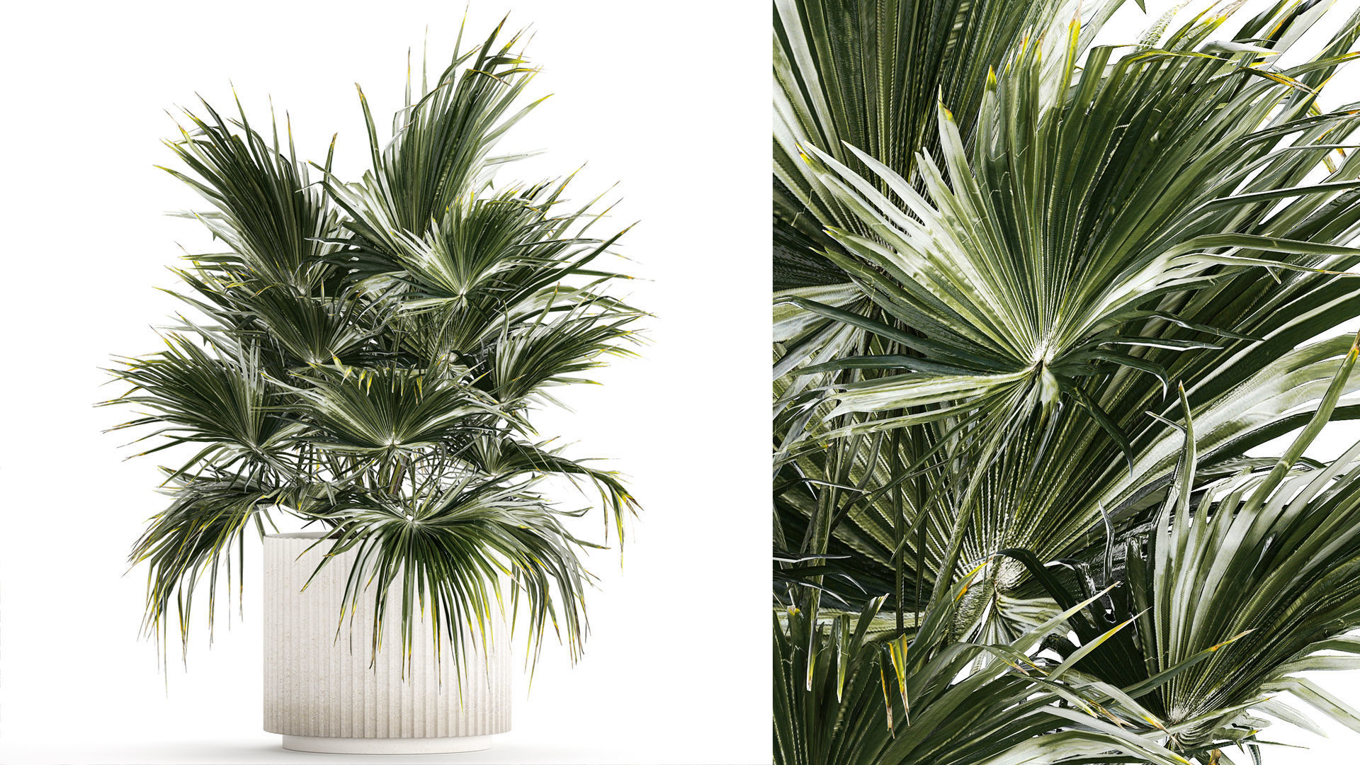 Beautiful Fan Palm In A Flower Pot For Decoration 1274 3D model | CGTrader