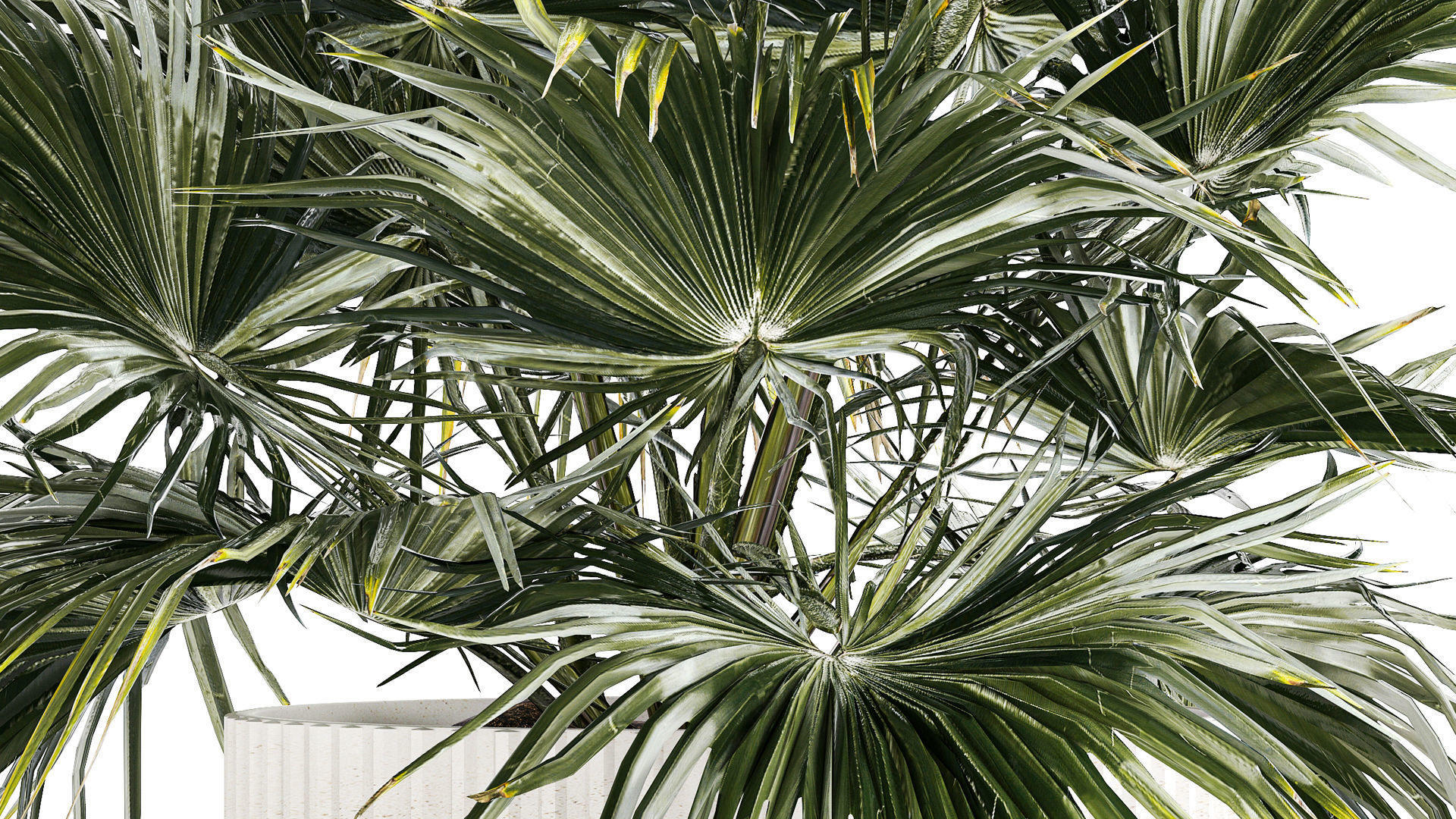 Beautiful Fan Palm In A Flower Pot For Decoration 1274 3D model | CGTrader