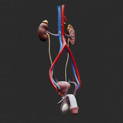 Male Reproductive System Anatomy 3D model | CGTrader