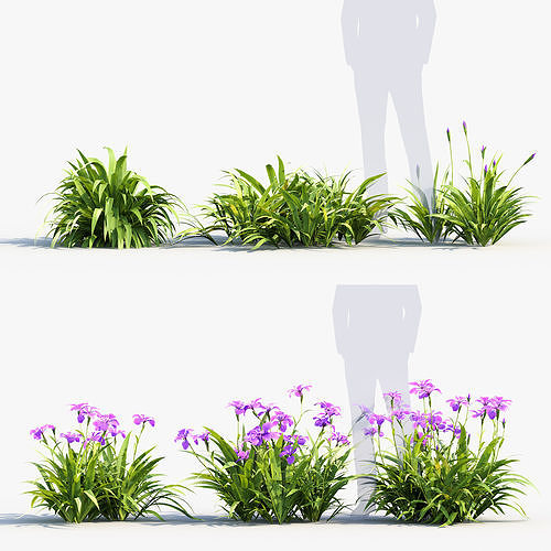 Iris tectorum Japanese Roof Iris 3D model | CGTrader