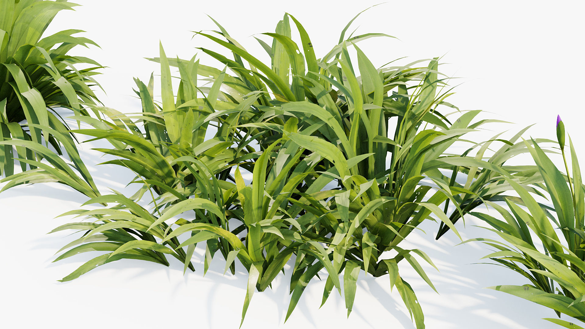 Iris tectorum Japanese Roof Iris 3D model | CGTrader
