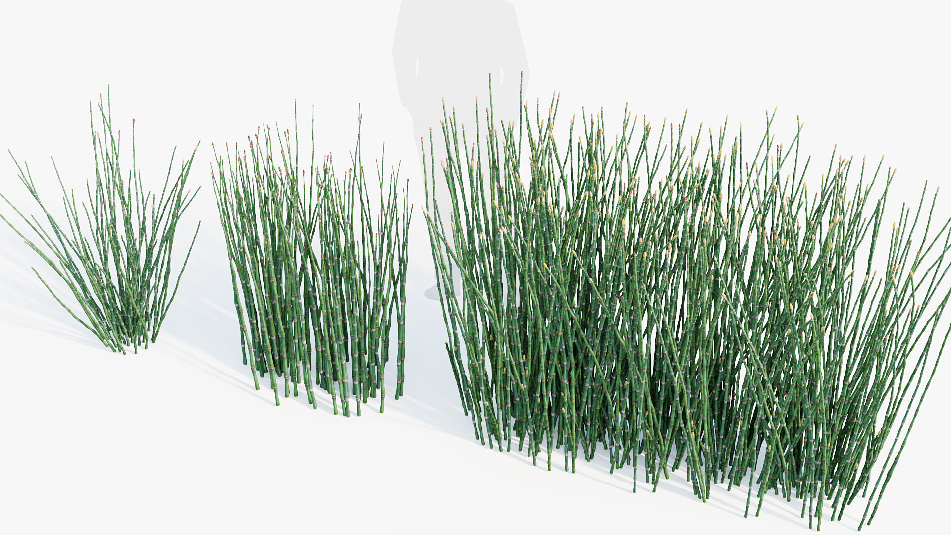 Equisetum hyemale Scouring rush 3D model | CGTrader