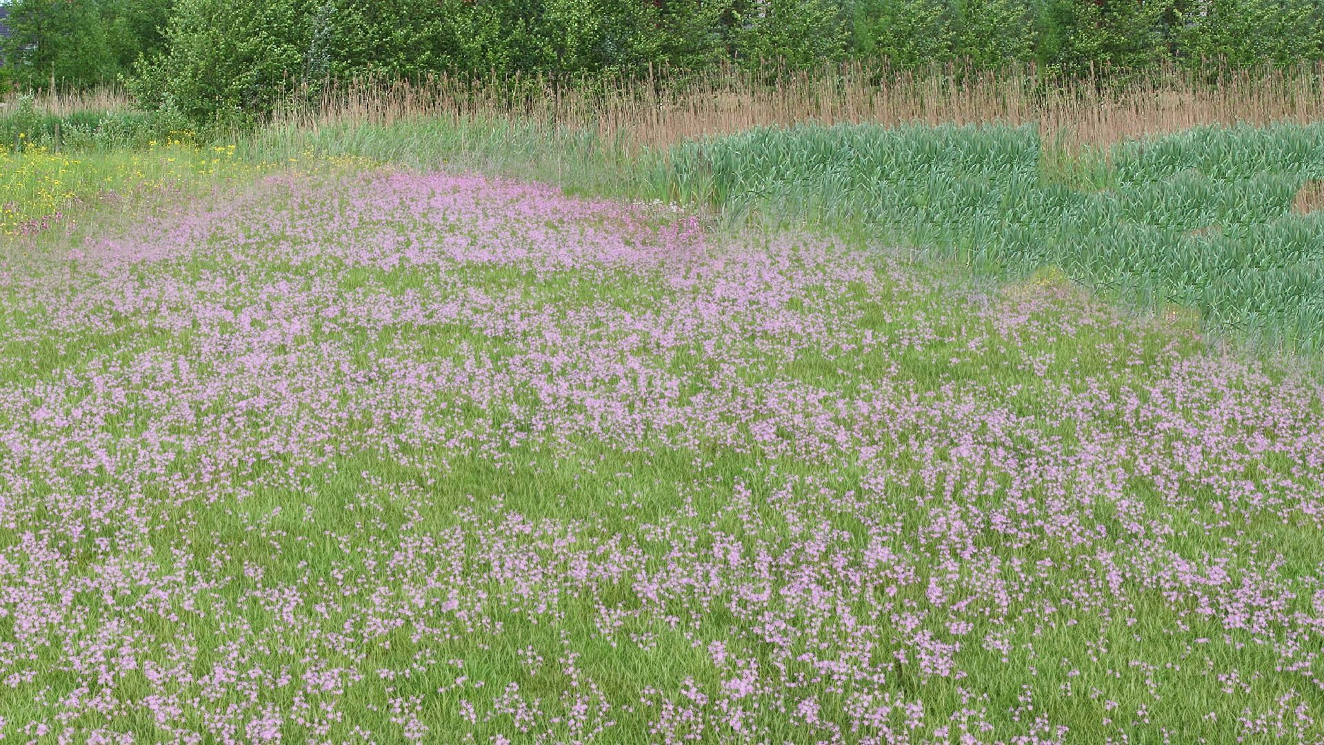 Pink Wild Flower Field 3D model | CGTrader