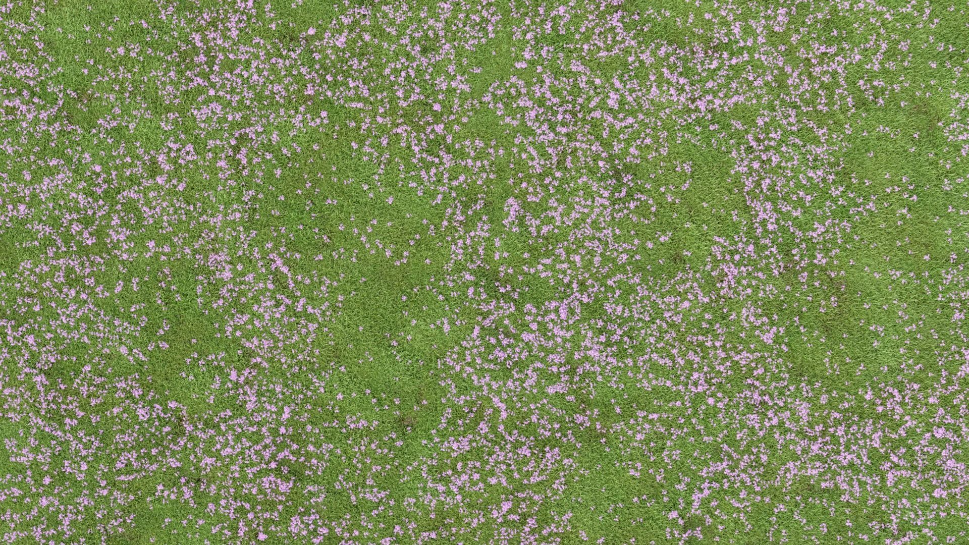 Pink Wild Flower Field 3D model | CGTrader