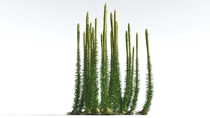 EVERYPlant Chaloneria 1 --16 Models-- 3D model | CGTrader