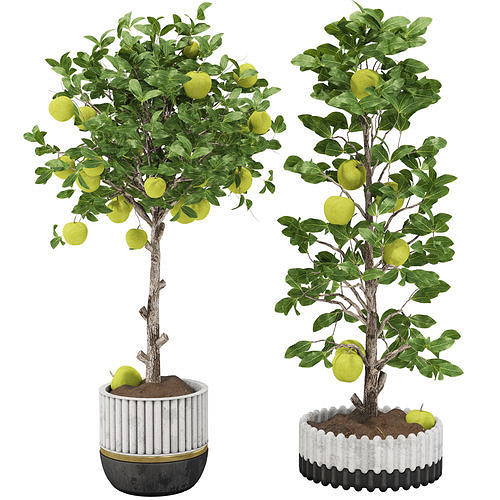 Indoor Apple Tree