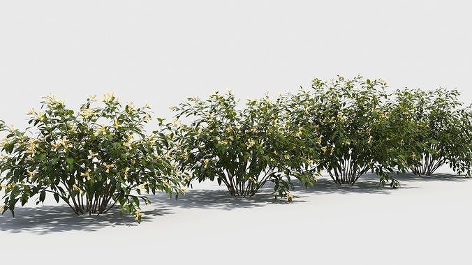 Honeysuckle 3D model | CGTrader