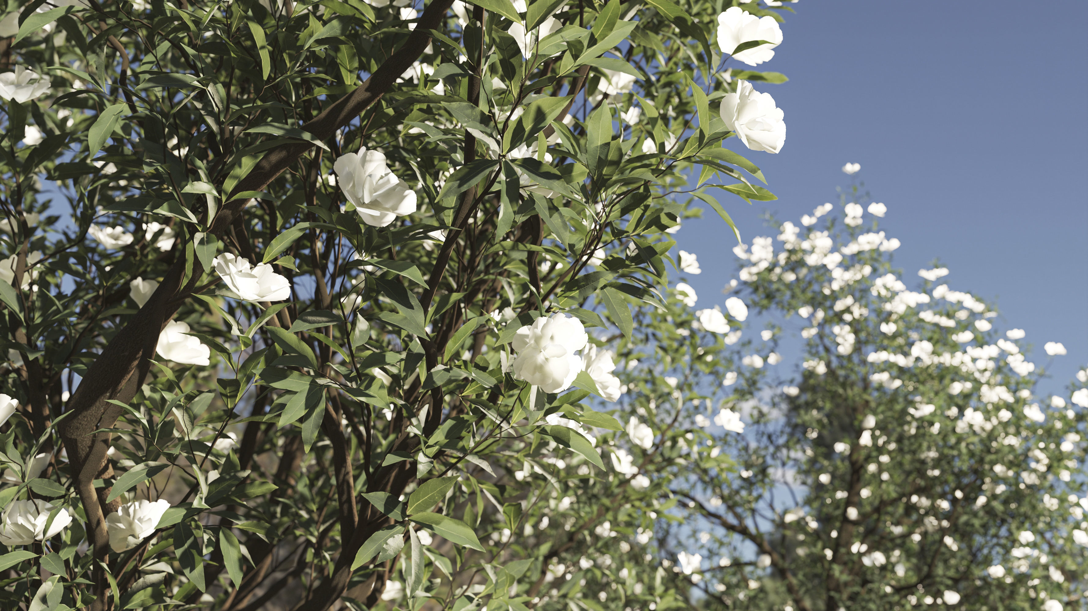 2 Michelia Maudiae Tree Set 3D model | CGTrader