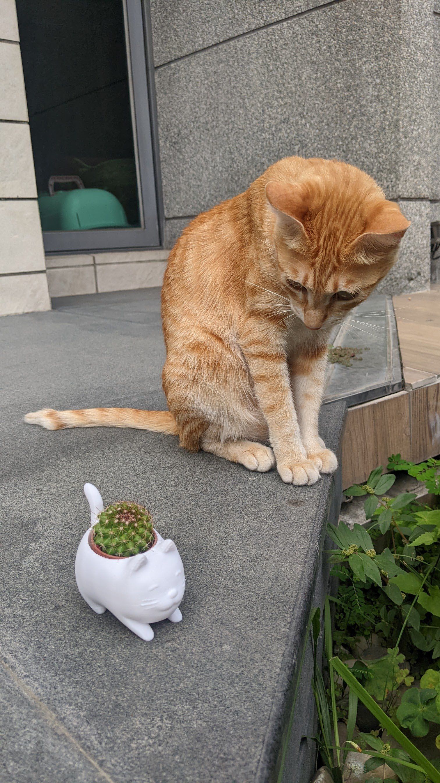 potatocat for plant 3D model 3D printable | CGTrader