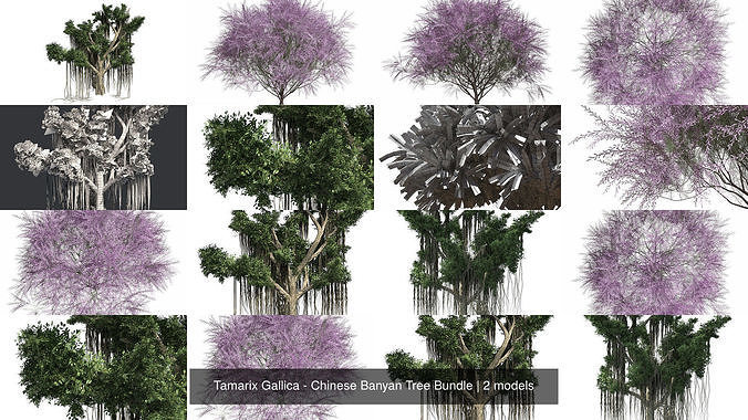 Tamarix Gallica - Chinese Banyan Tree Bundle 3D Model Collection | CGTrader