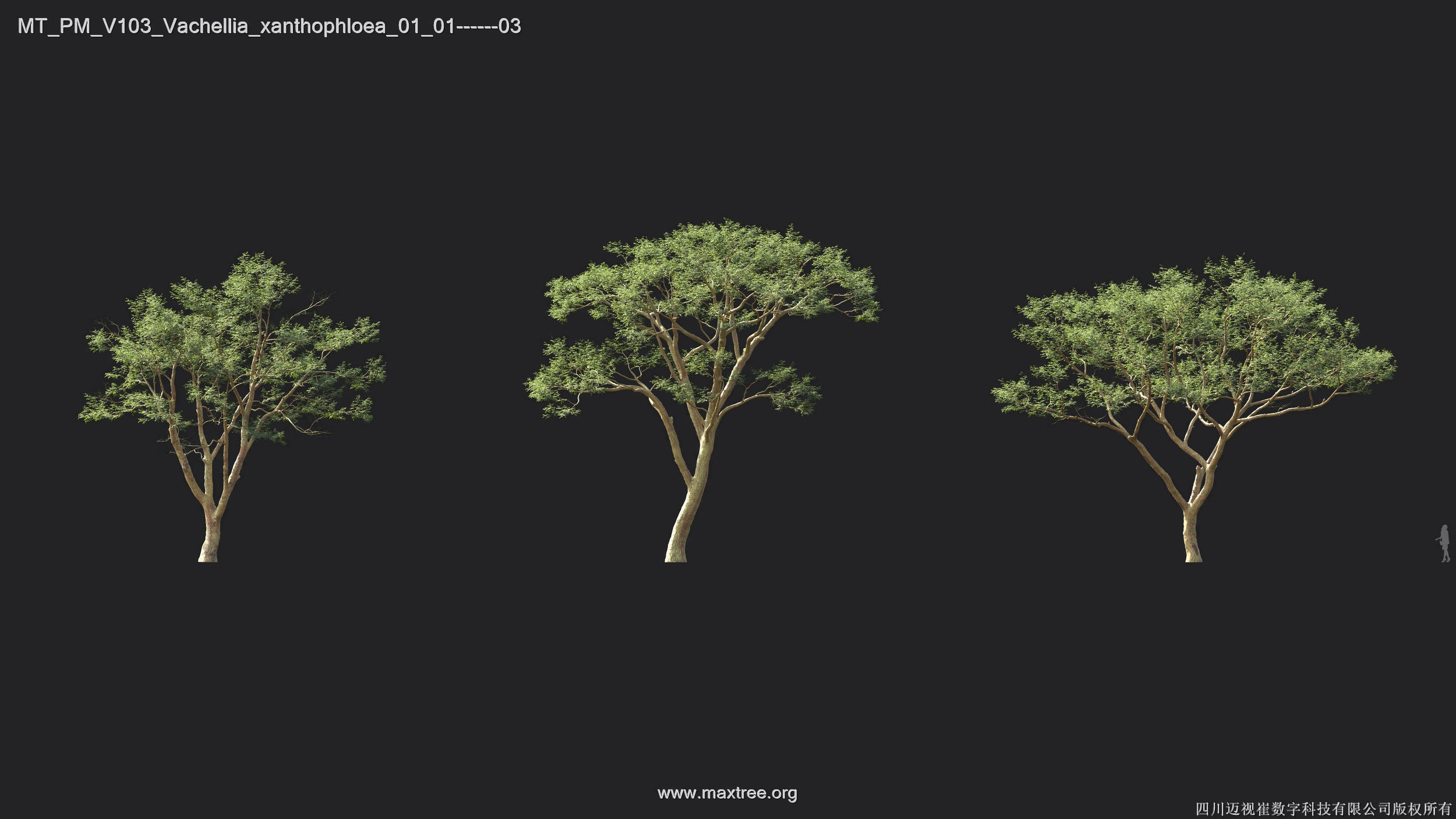Maxtree Plant Models Vol 103 - Mesh 3D model | CGTrader