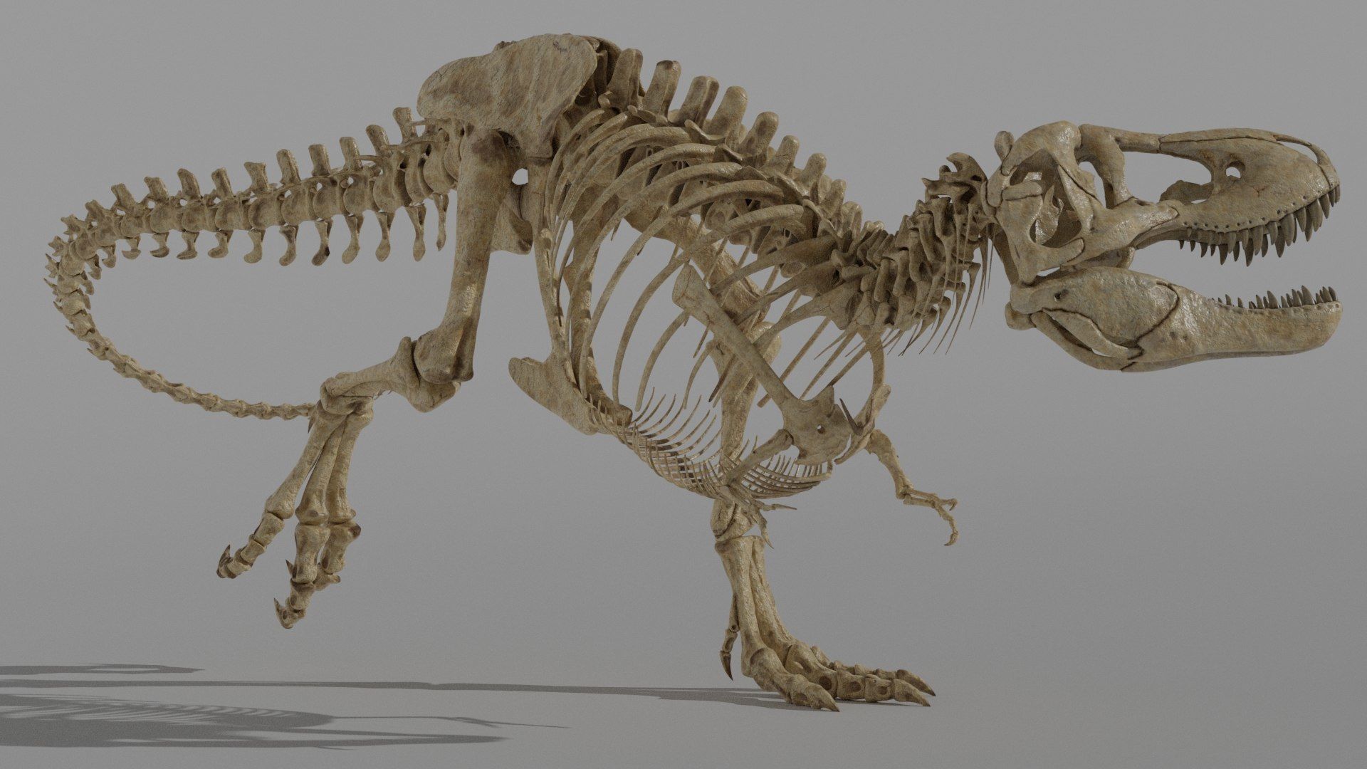 Tyrannosaurus Rex Fossil 3D model rigged | CGTrader