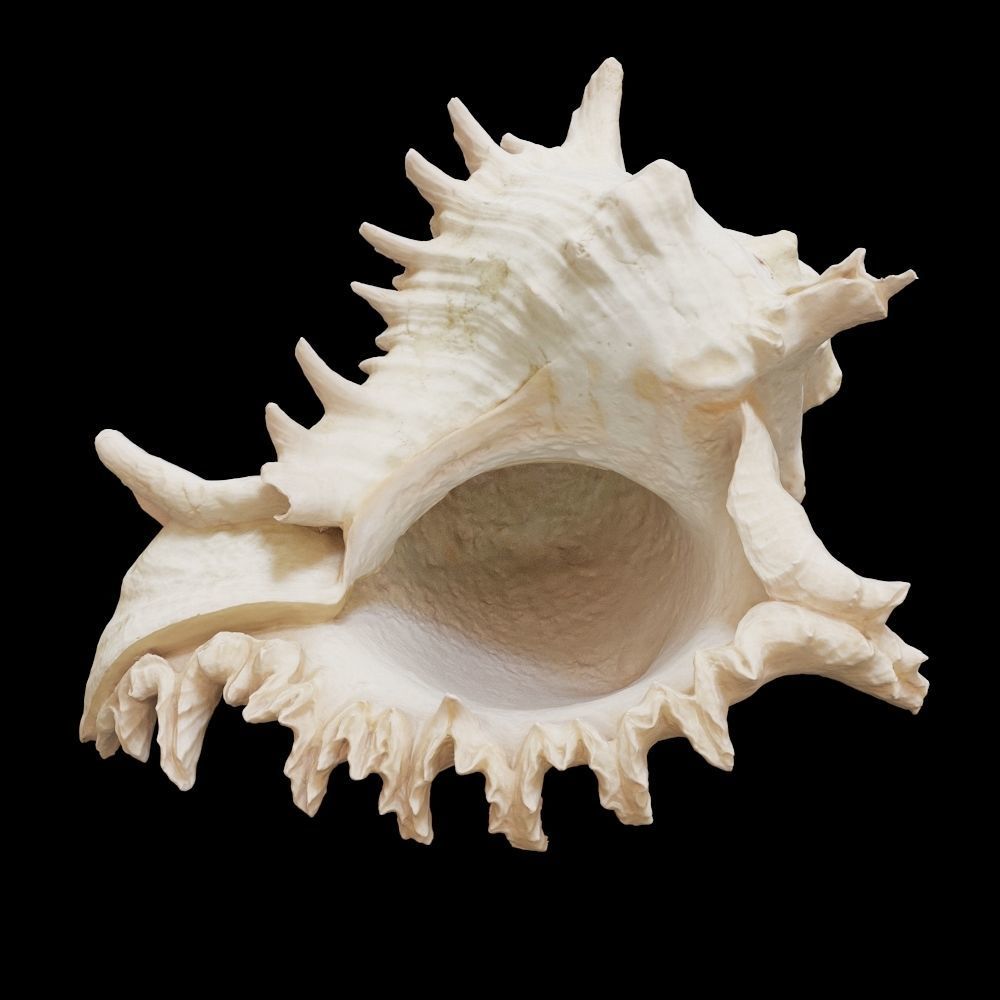 3D model Sea shell VR / AR / low-poly | CGTrader