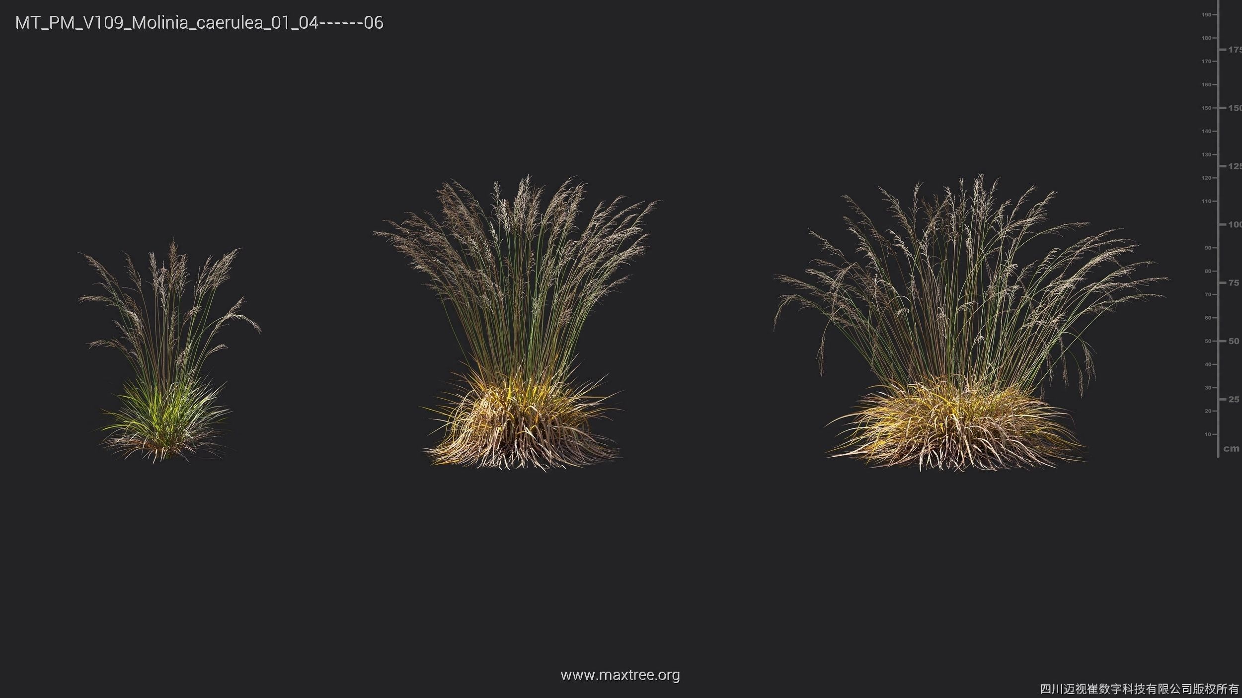 Maxtree Plant Models Vol 109 - Mesh 3D model | CGTrader