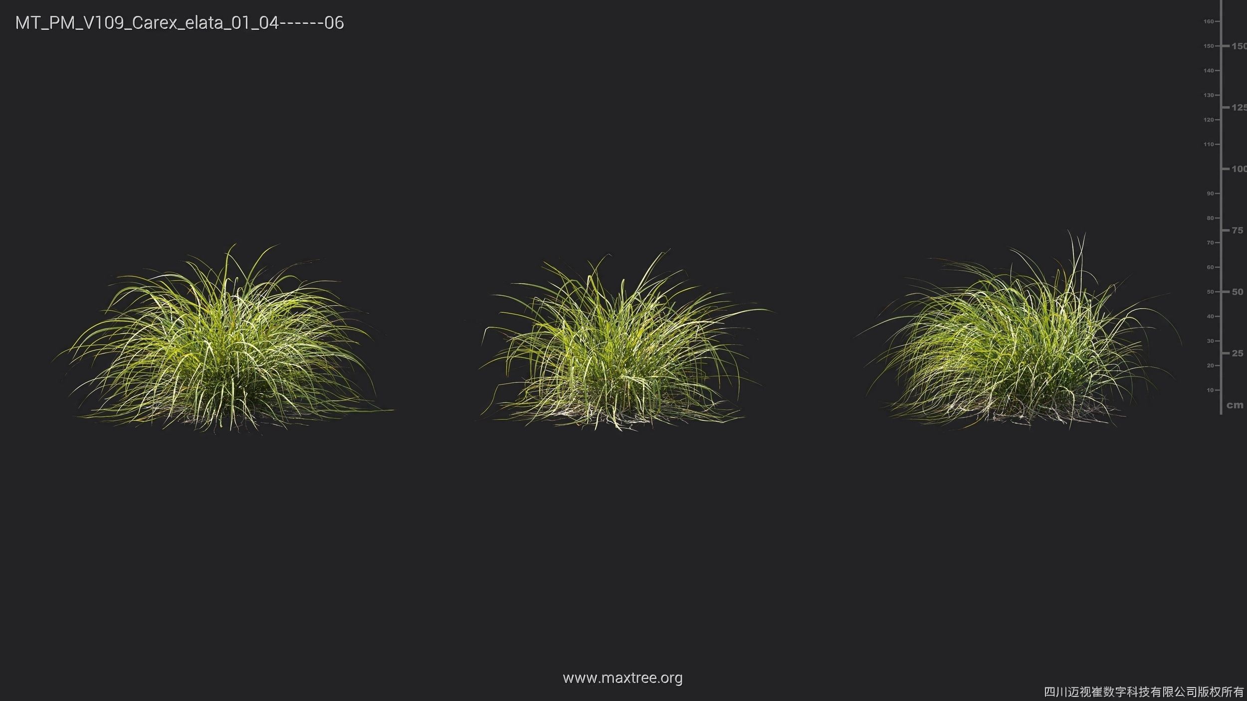 Maxtree Plant Models Vol 109 - Mesh 3D model | CGTrader