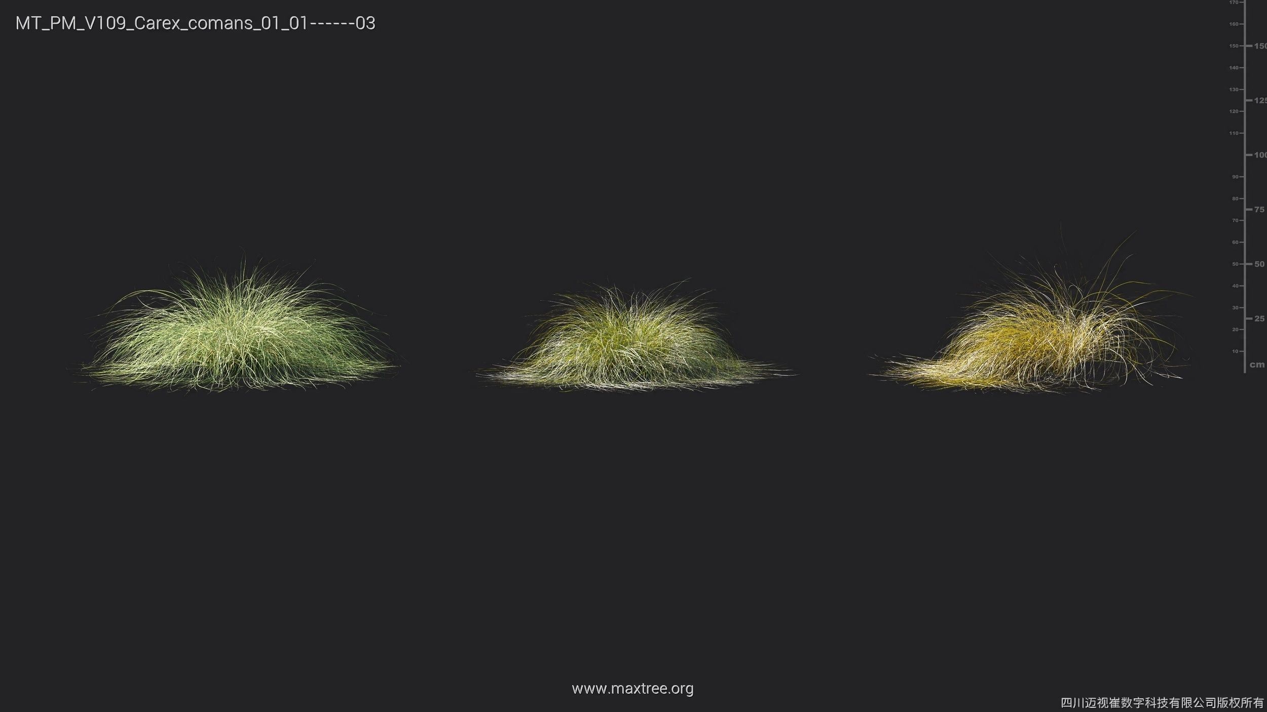 Maxtree Plant Models Vol 109 - Mesh 3D model | CGTrader