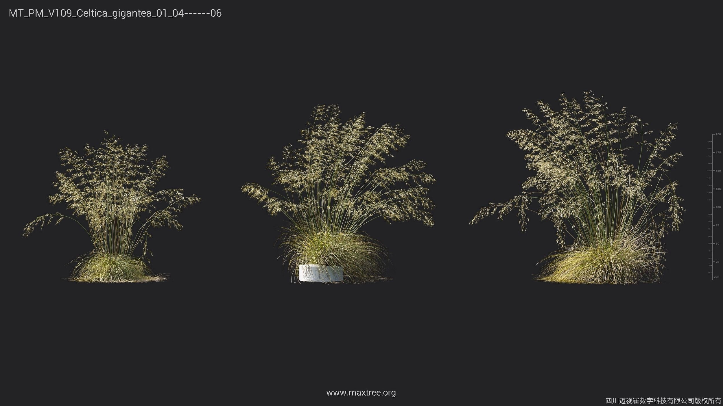 Maxtree Plant Models Vol 109 - Mesh 3D model | CGTrader