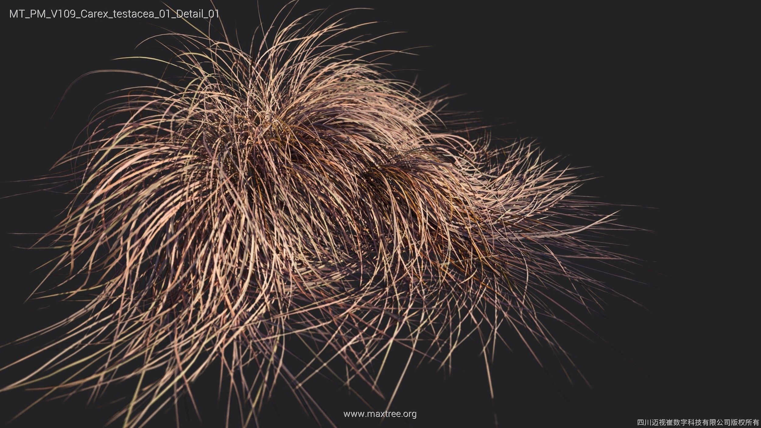 Maxtree Plant Models Vol 109 - Mesh 3D model | CGTrader