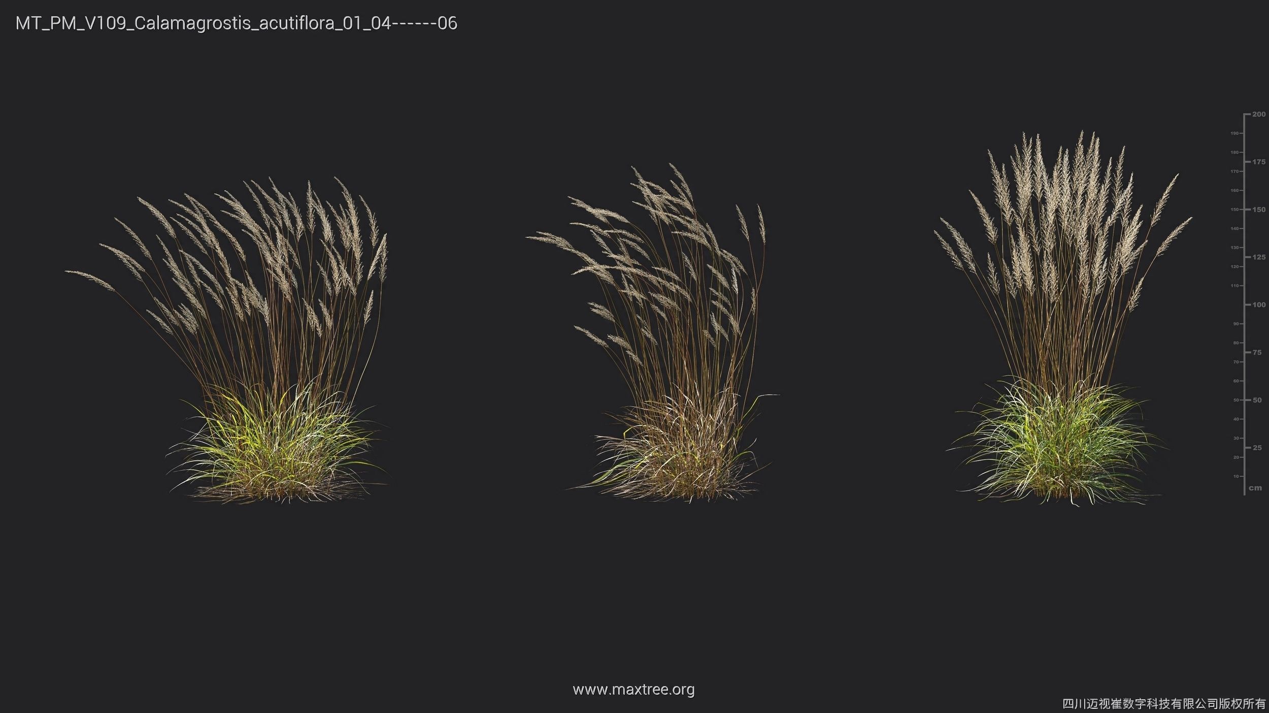 Maxtree Plant Models Vol 109 - Mesh 3D model | CGTrader