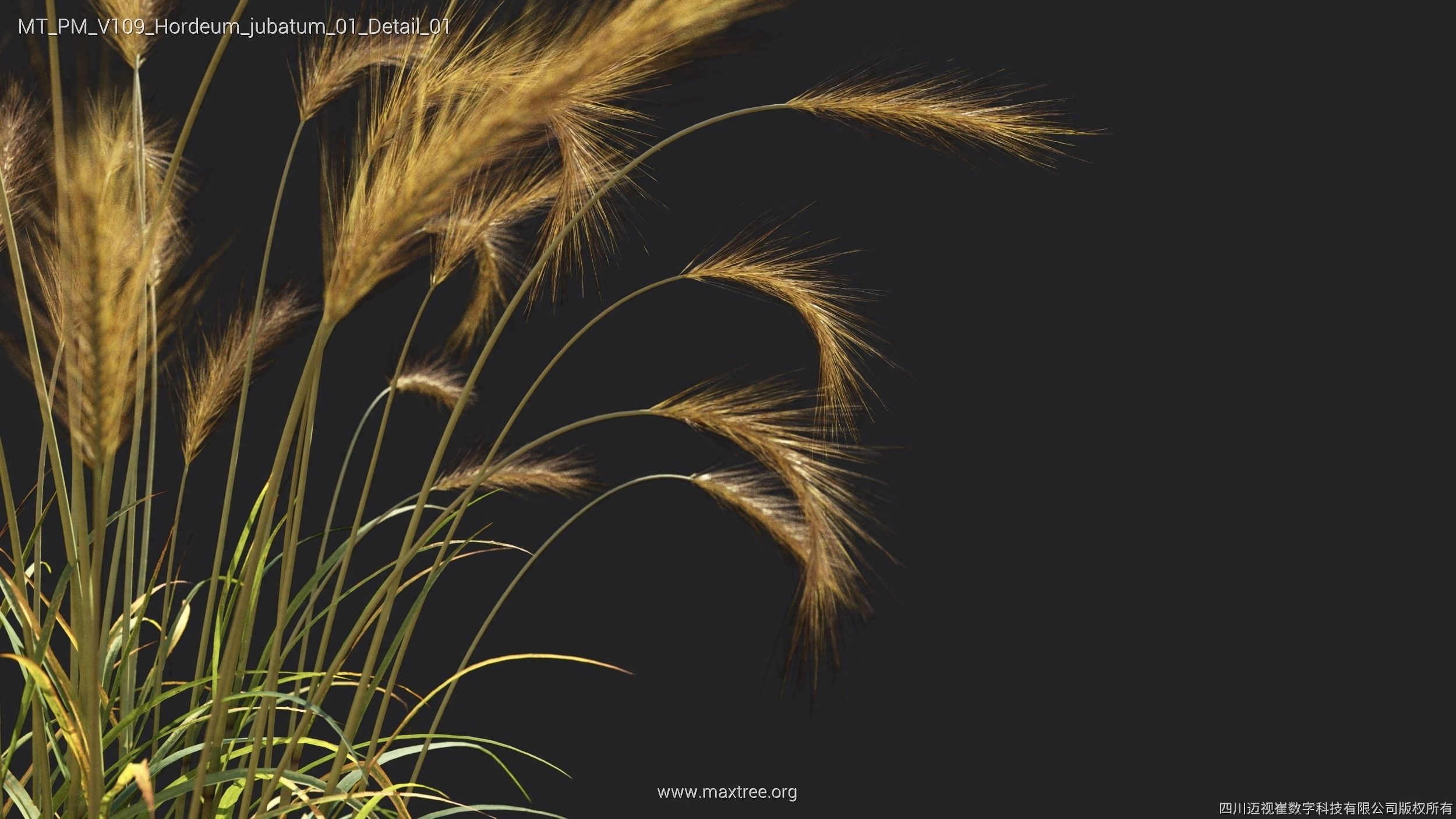 Maxtree Plant Models Vol 109 - Mesh 3D model | CGTrader