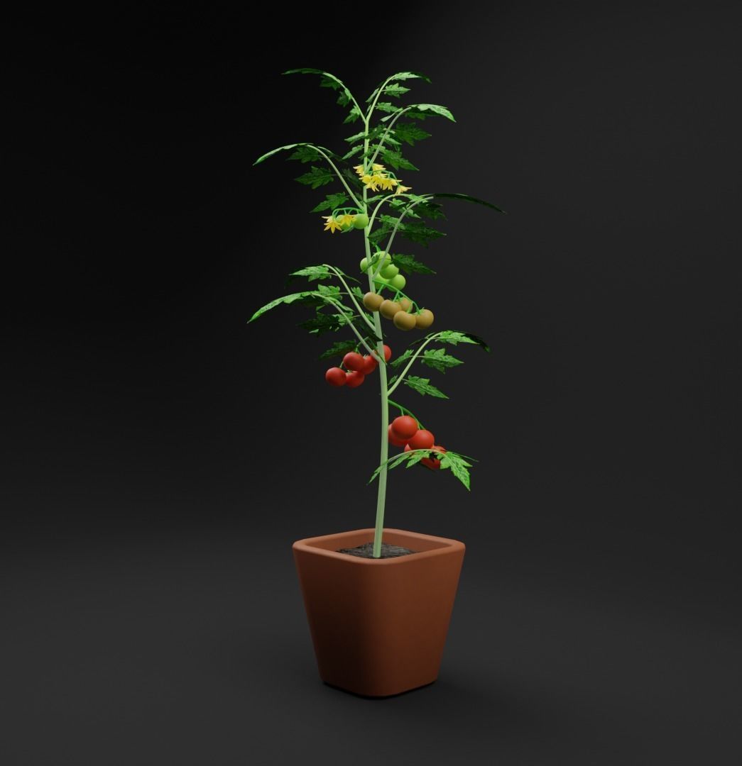 Tomato plant 3D model | CGTrader