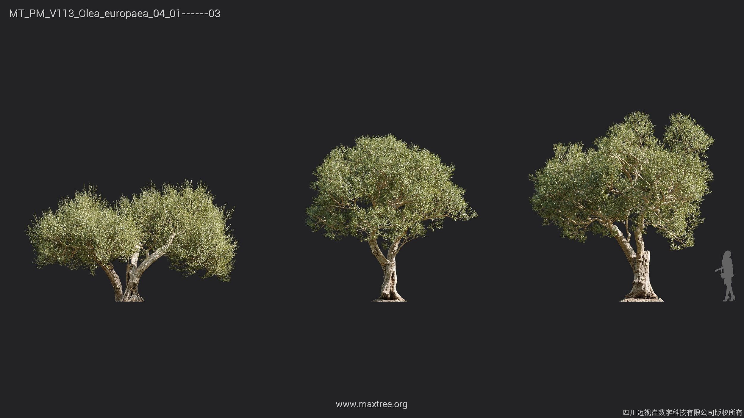 Maxtree Plant Models Vol 113 - Mesh 3D model | CGTrader