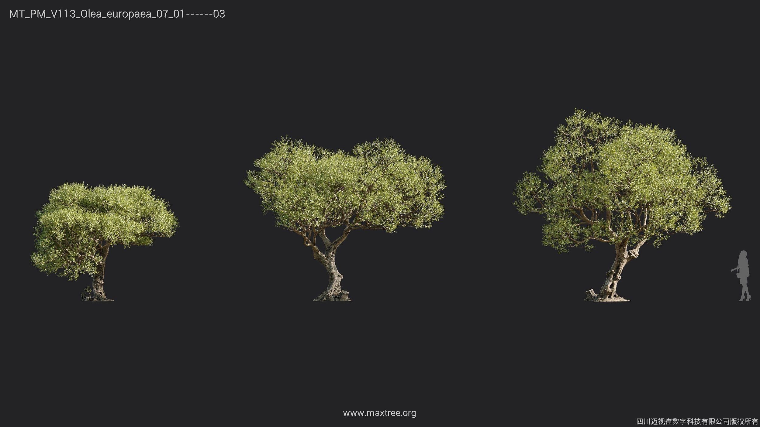 Maxtree Plant Models Vol 113 - Mesh 3D model | CGTrader
