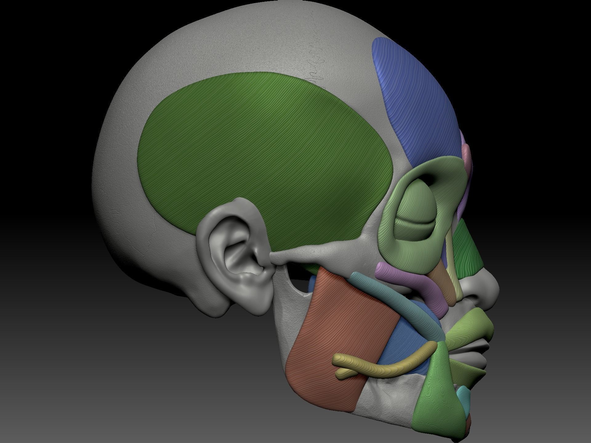 Skull muscle structure 3D model | CGTrader