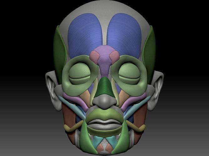 Skull muscle structure 3D model | CGTrader