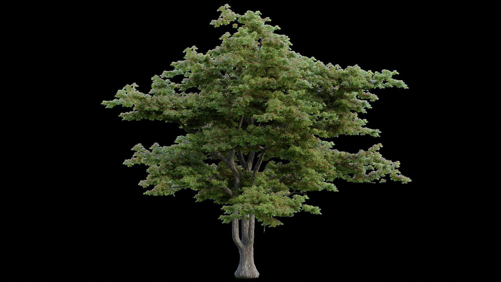 British Forest 3d Scene 3D model | CGTrader