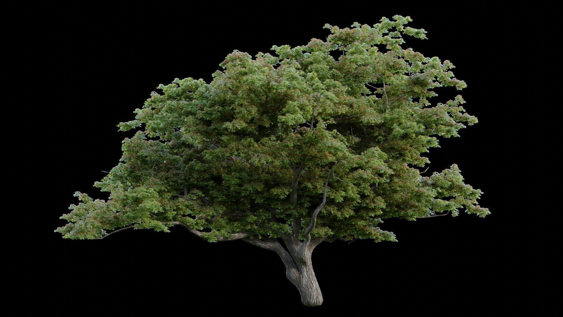 British Forest 3d Scene 3D model | CGTrader