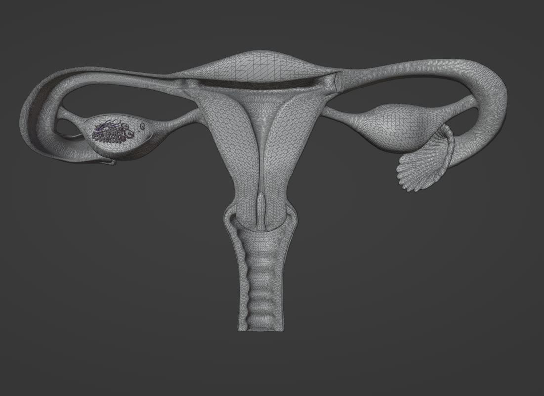 Reproductive system 3D model | CGTrader