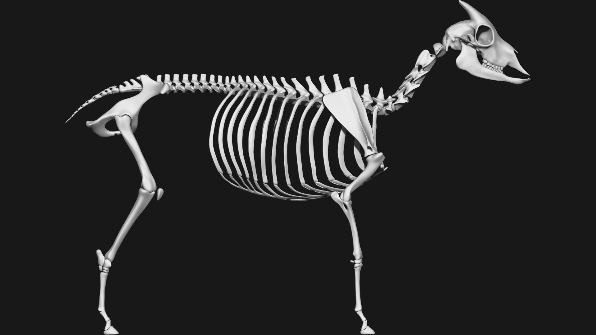 Goat skeleton 3D model | CGTrader