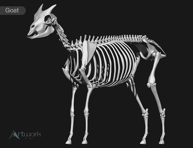 Goat skeleton 3D model | CGTrader