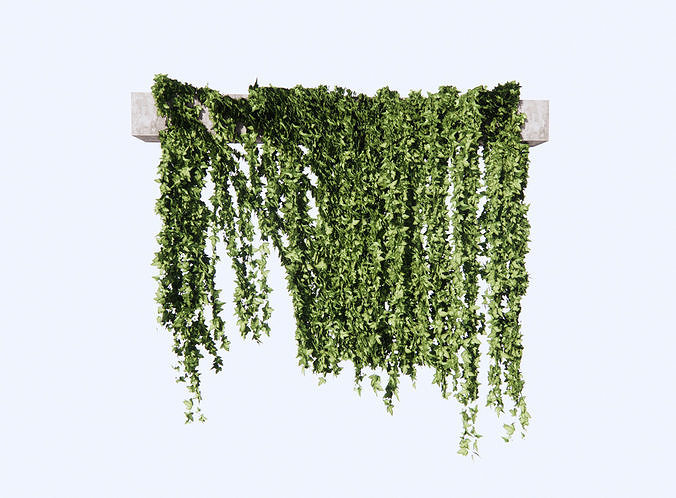 3d model Vines leaf Lee Kuan Yew plant 3D model | CGTrader