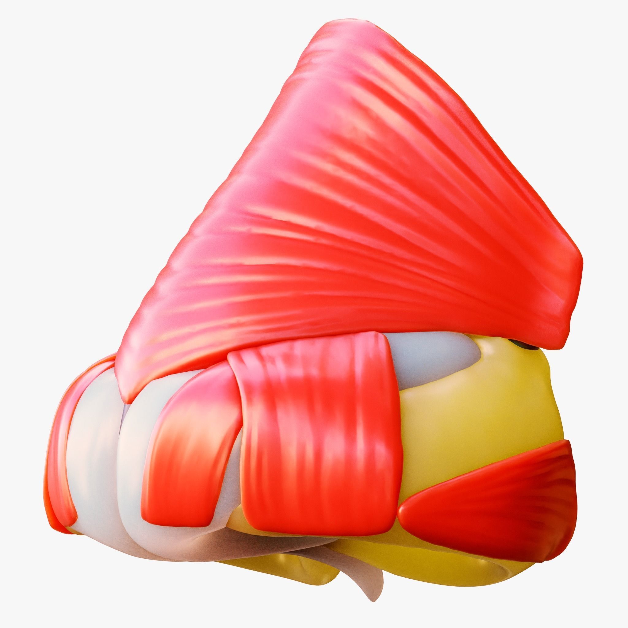 Nasal Structure Anatomy 3D model | CGTrader