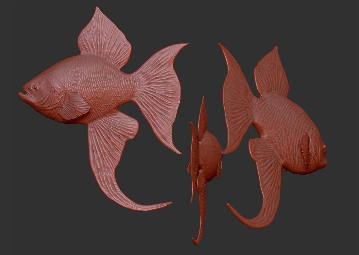 Tropical fish 3D print model 3D model 3D printable | CGTrader