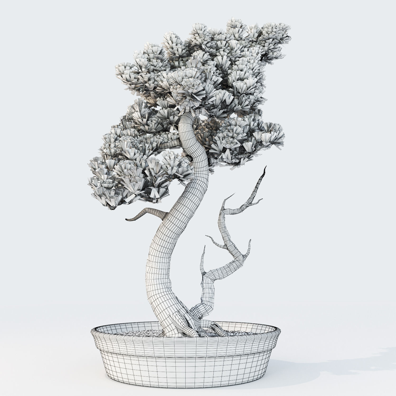 Bonsai spruce 3D model | CGTrader