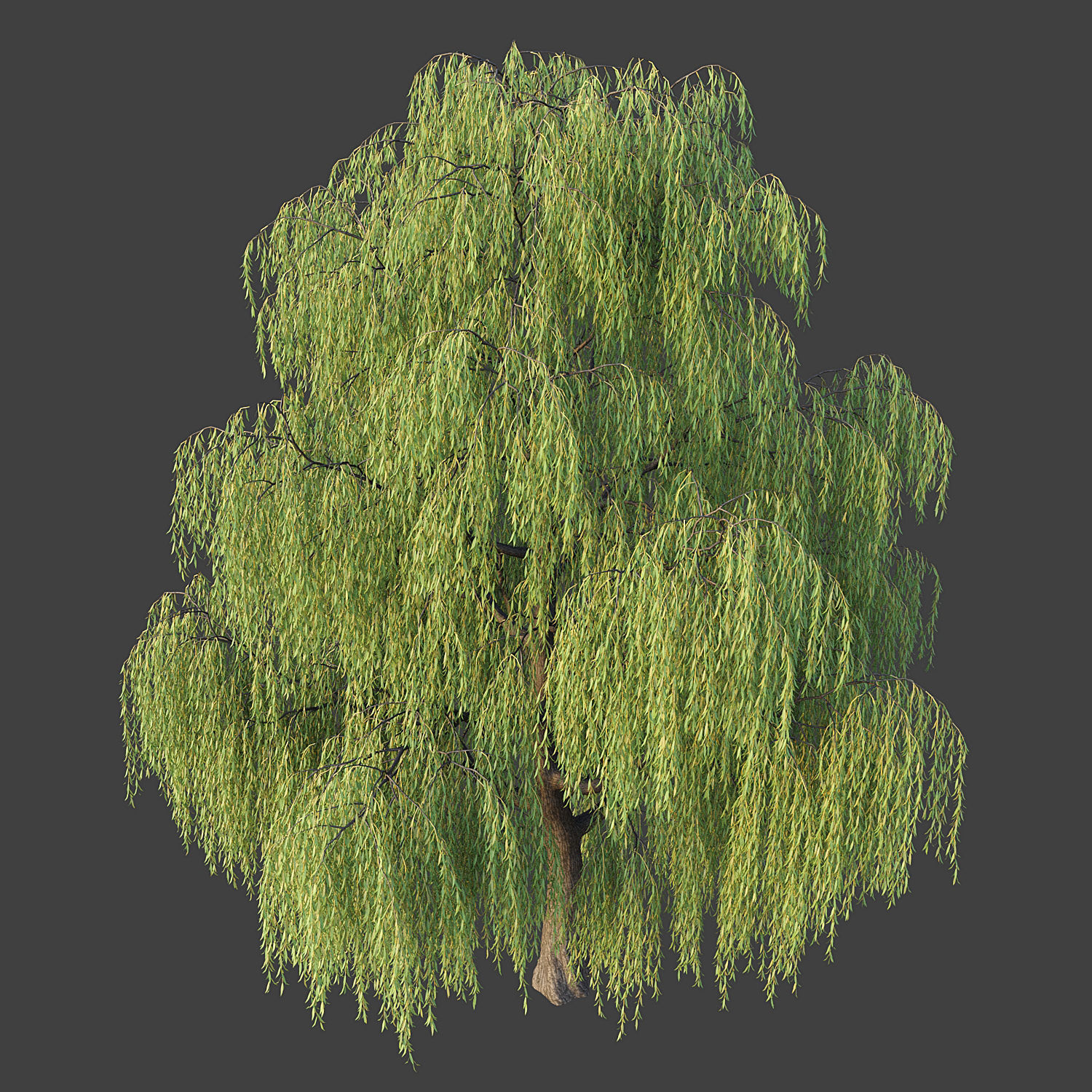 Willow Tree 3D model | CGTrader