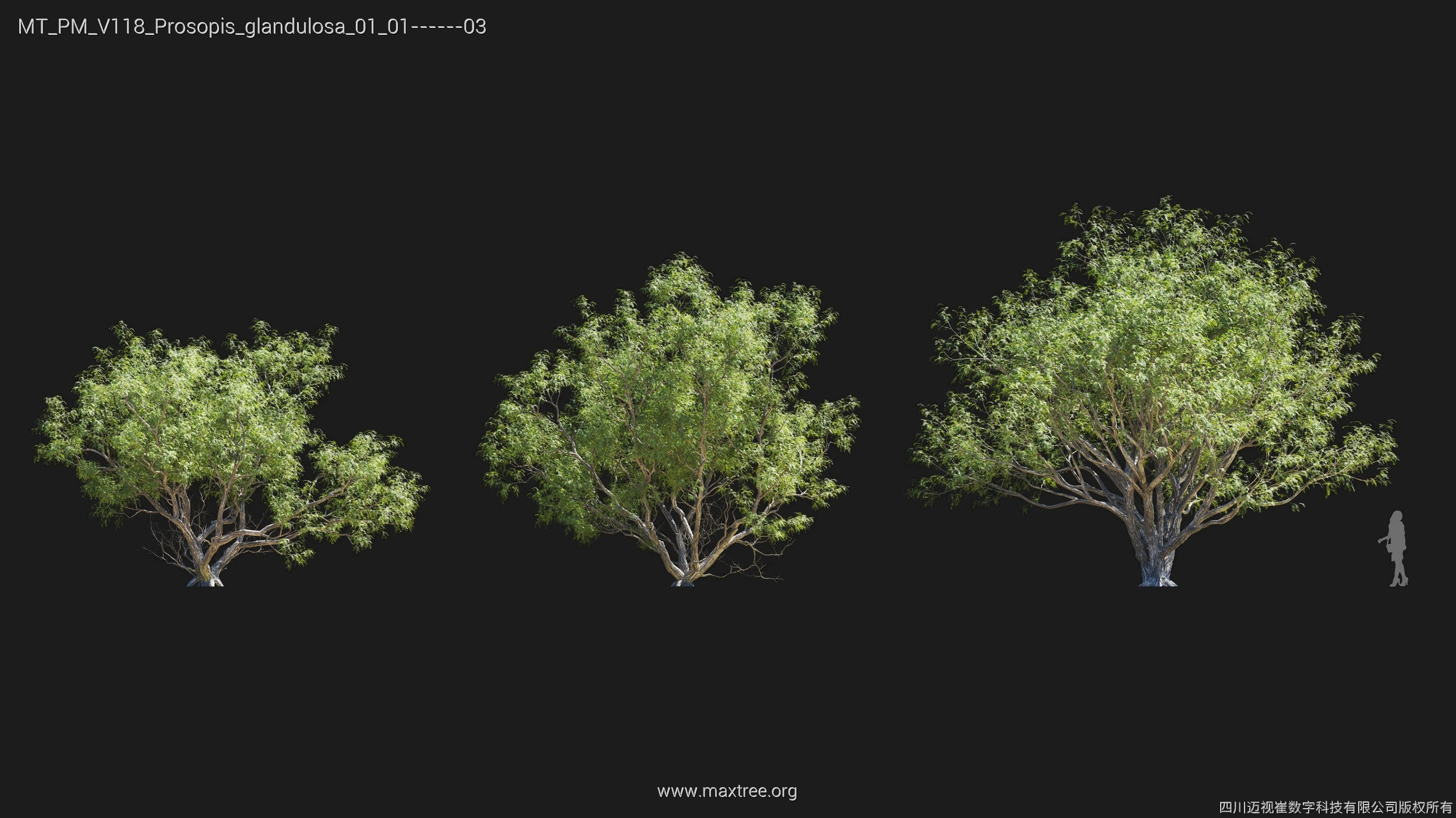 Maxtree Plant Models Vol 118 - Mesh 3D model | CGTrader