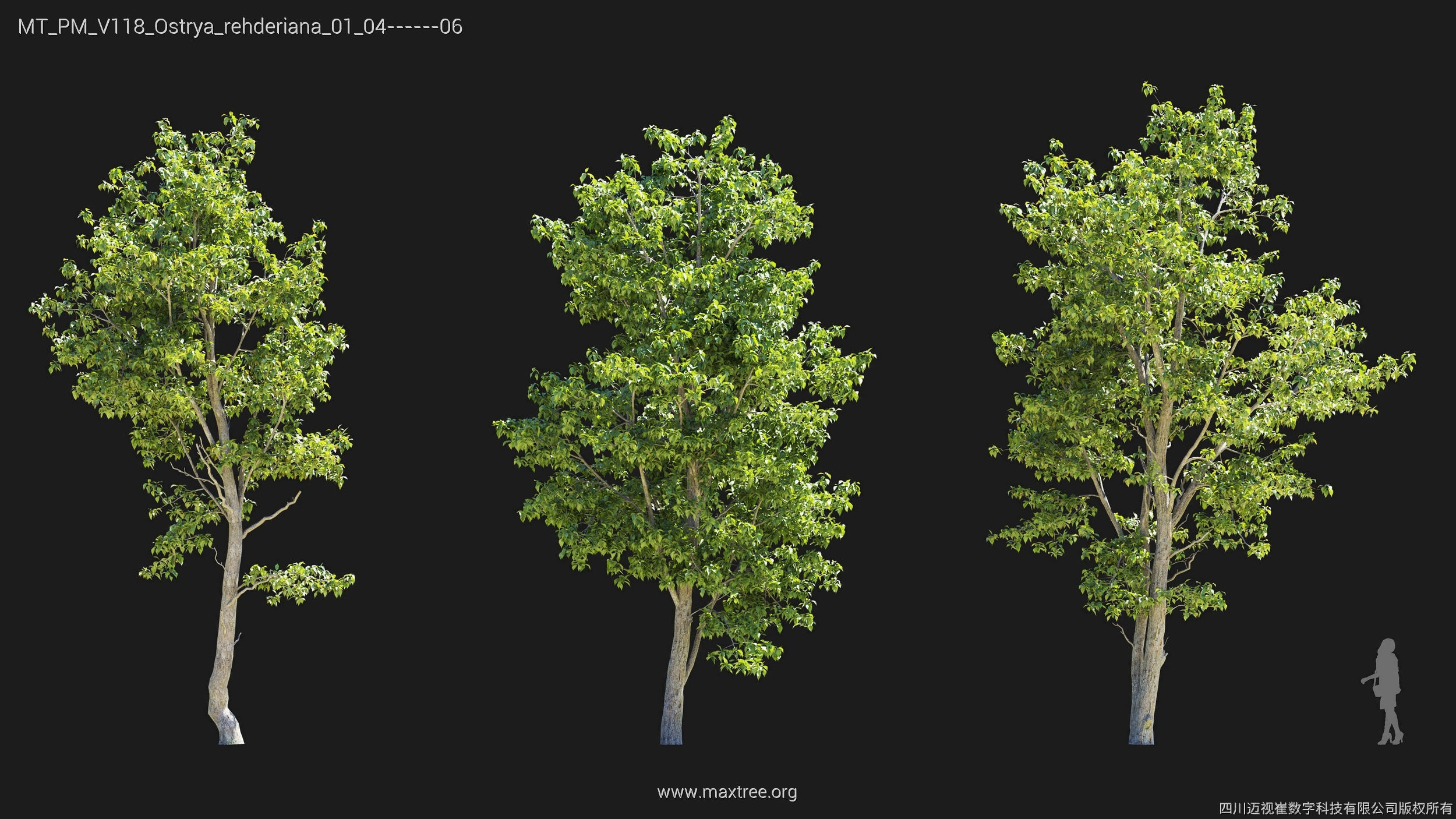 Maxtree Plant Models Vol 118 - Mesh 3D model | CGTrader