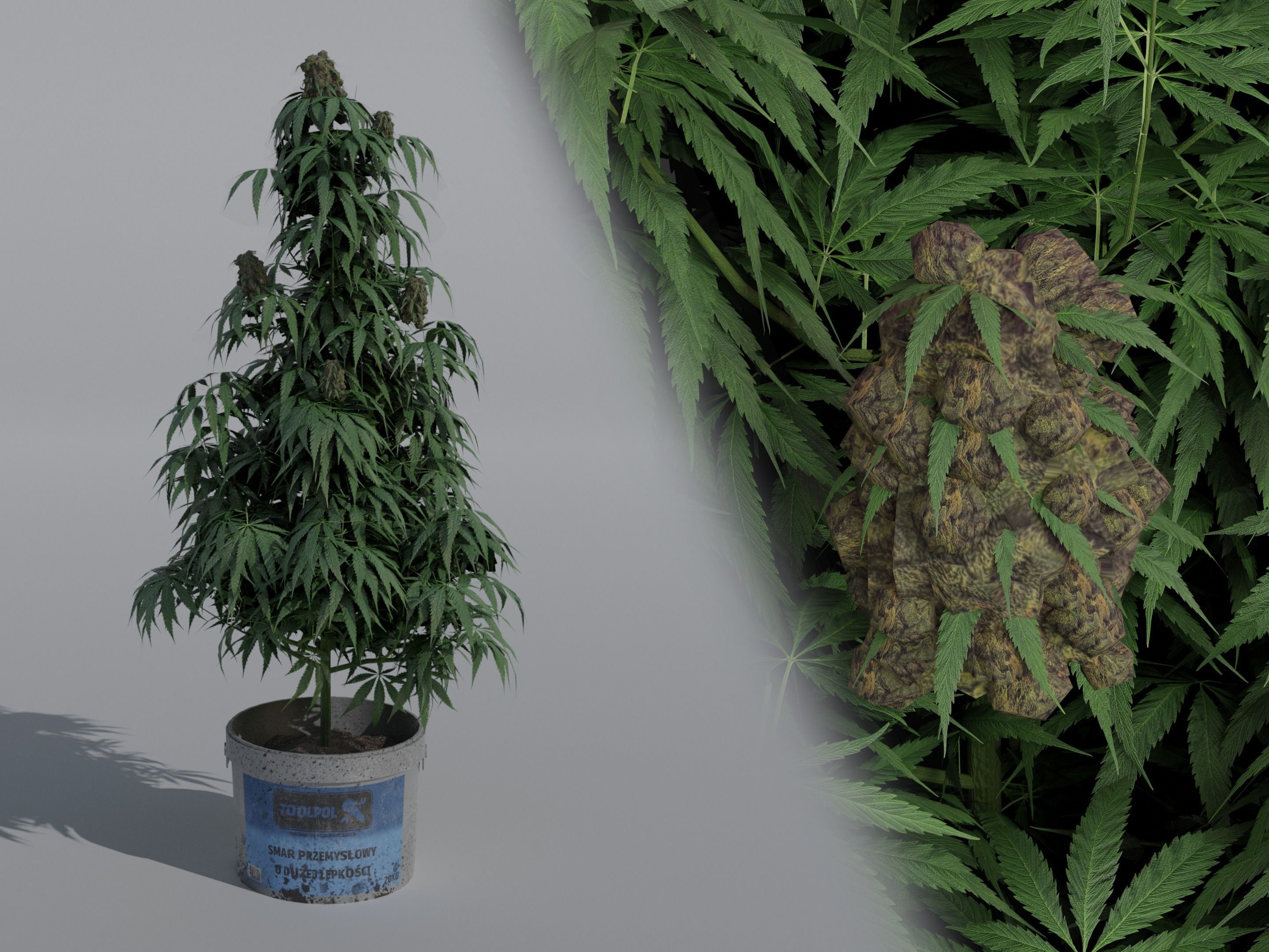 Cannabis Sativa plant free 3D model | CGTrader