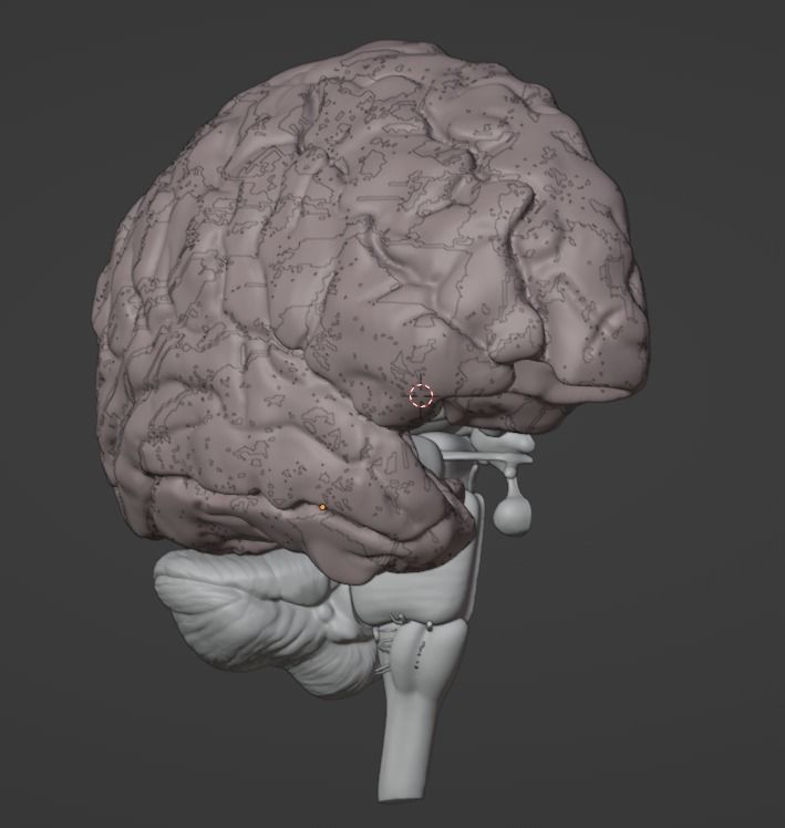 3D Model of Human Brain - Right Hemisphere 3D model 3D printable | CGTrader